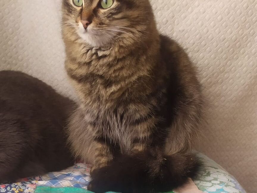 Кошка