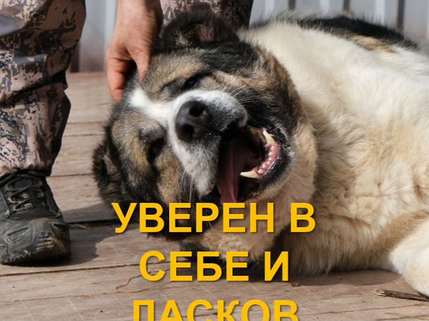 Разве настоящий мужик будет делать саморекламу