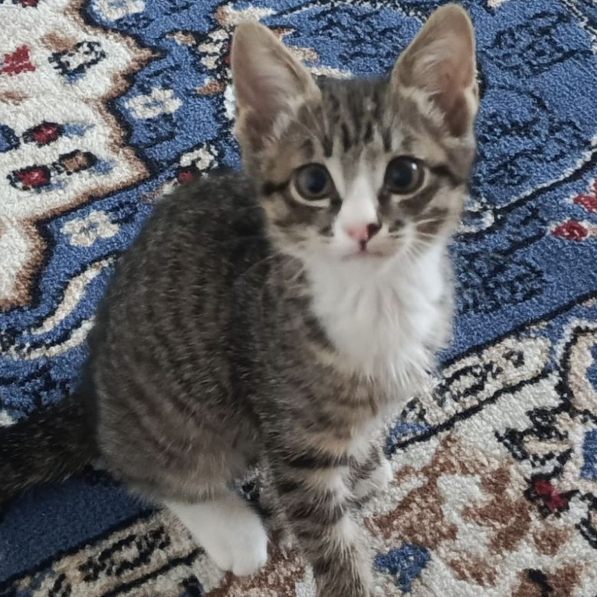 Азиатская табби котёнок