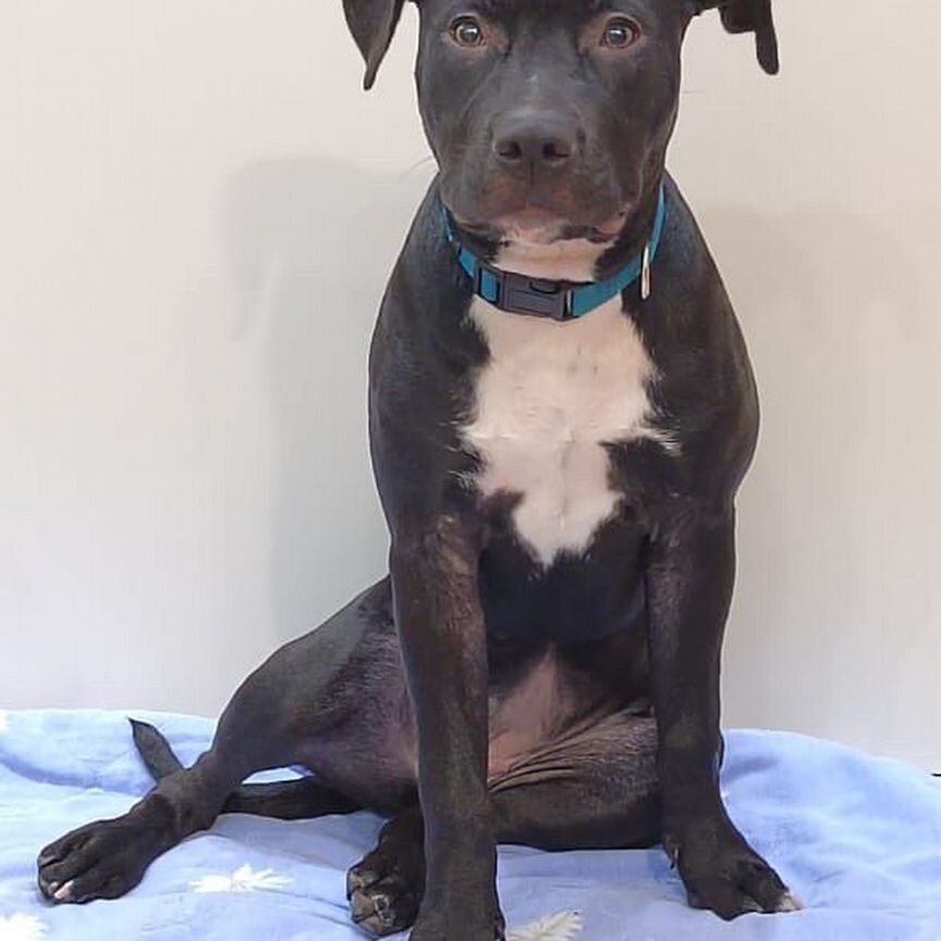 Ищет дом Альма