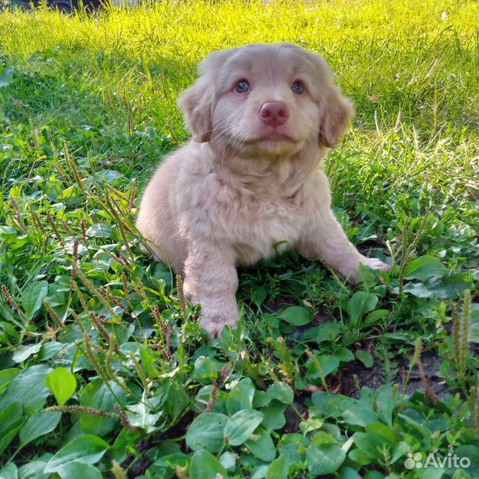Золотой ретривер щенки