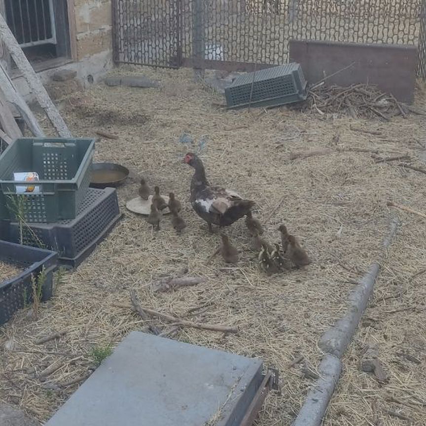 Индо Утята, утка шоколадные