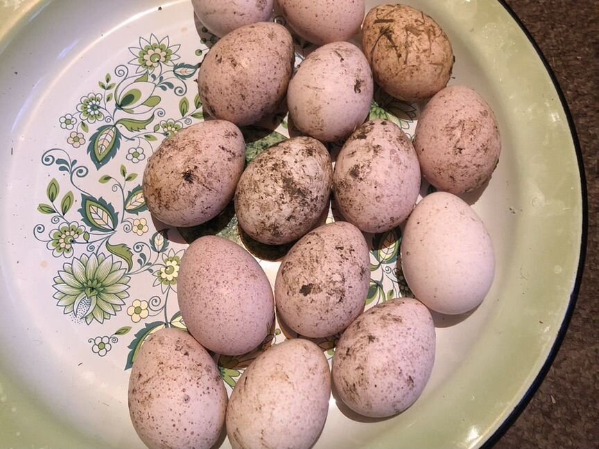 Инкубаторное яйцо