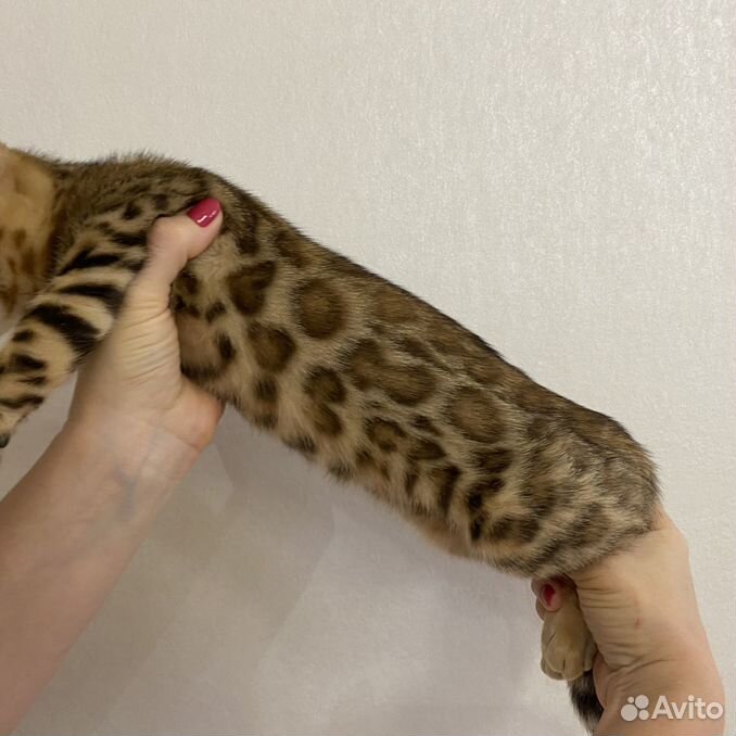 Бенгальская клубная кошечка с сердечком)