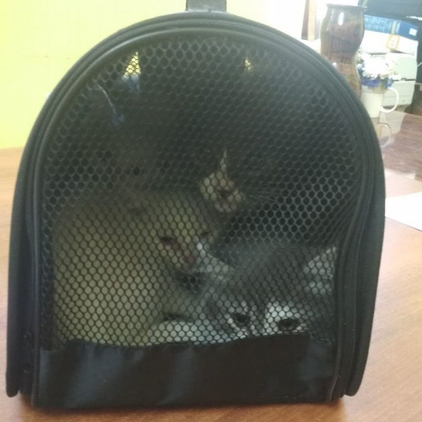 Котята,подкинутые в церковь