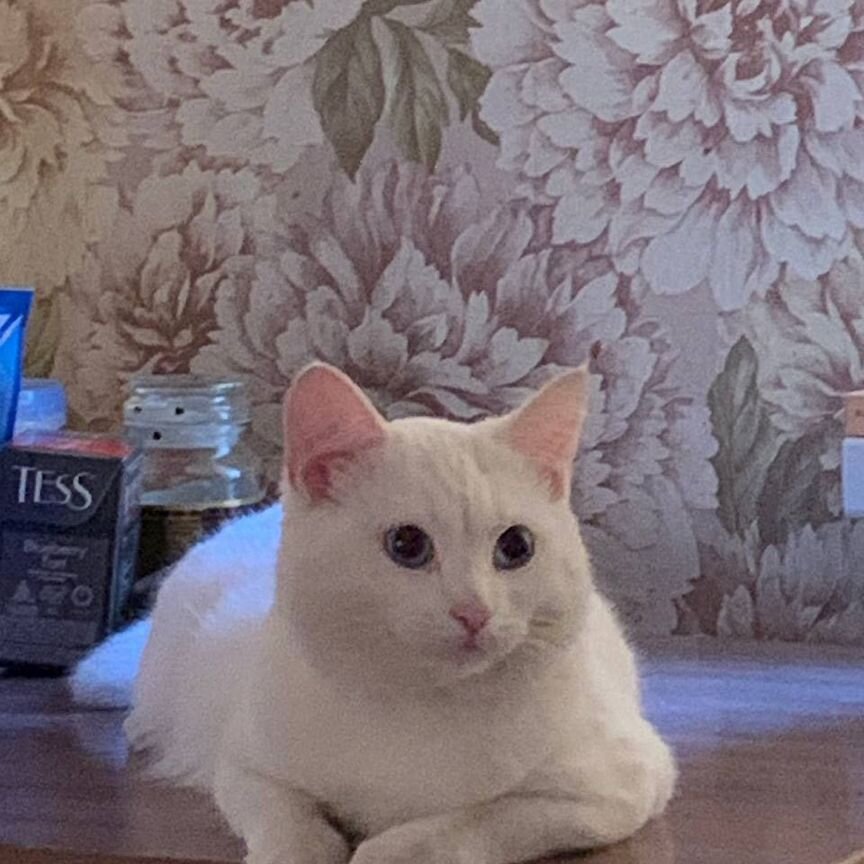 Отдам кота в добрые руки