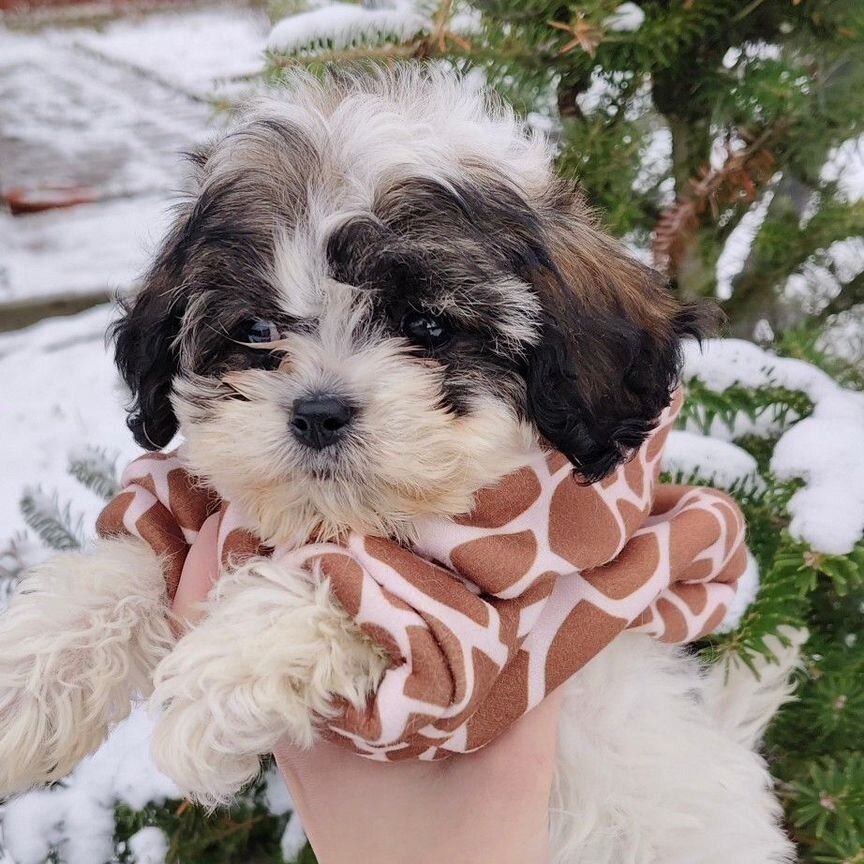 Кавапу девочка бюджетная