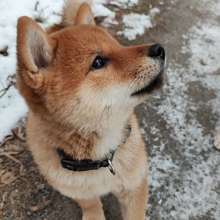 Сиба ину щенок родители чемпионы выставок