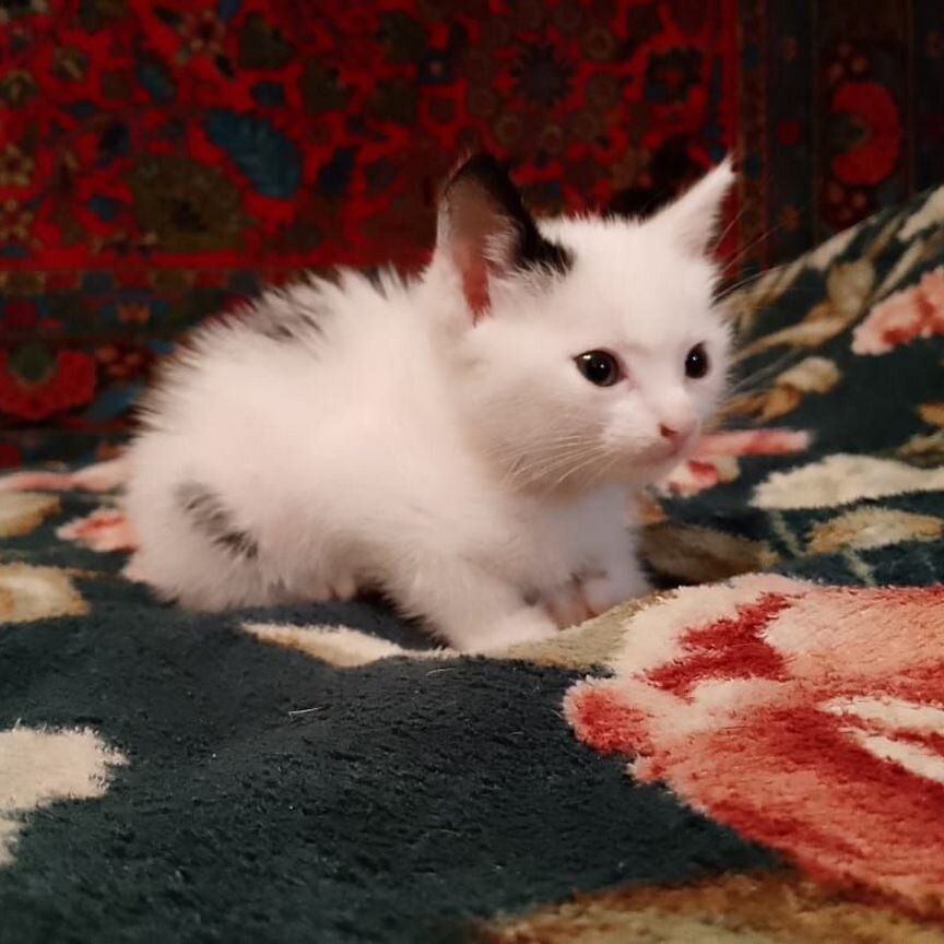 Котята в добрые руки бесплатно