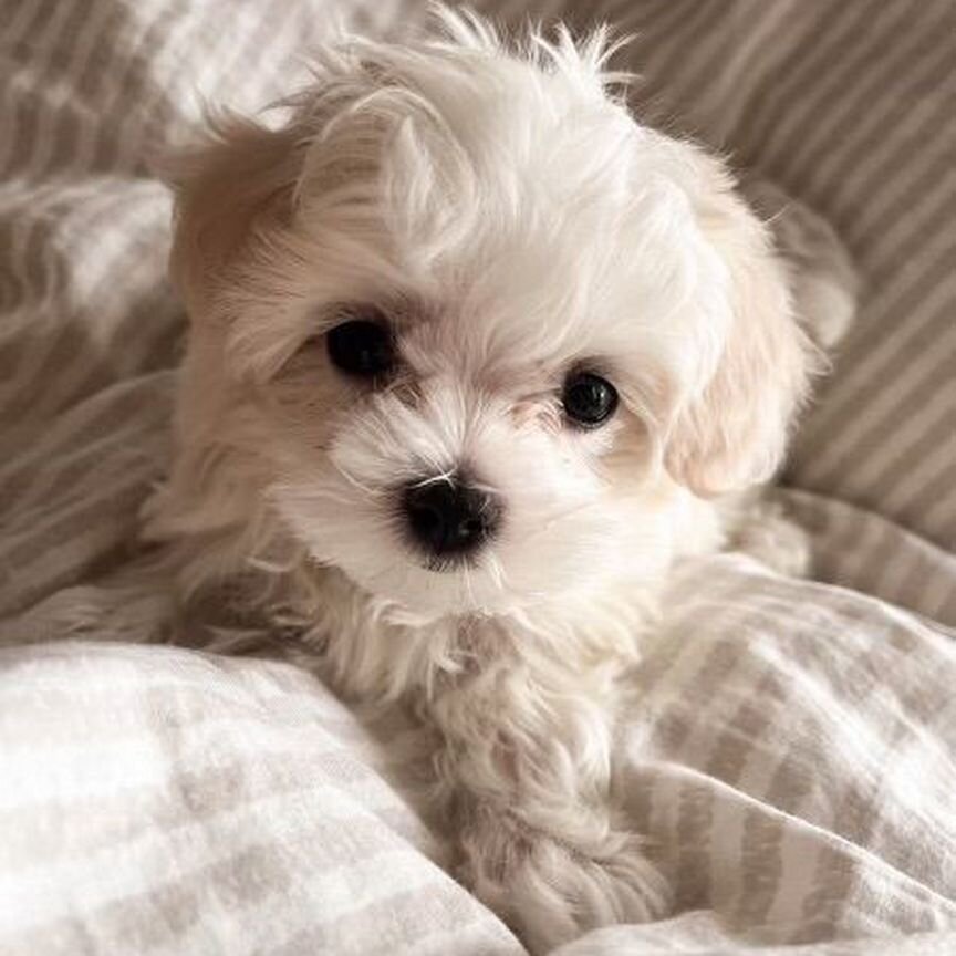 Мальтипу микро