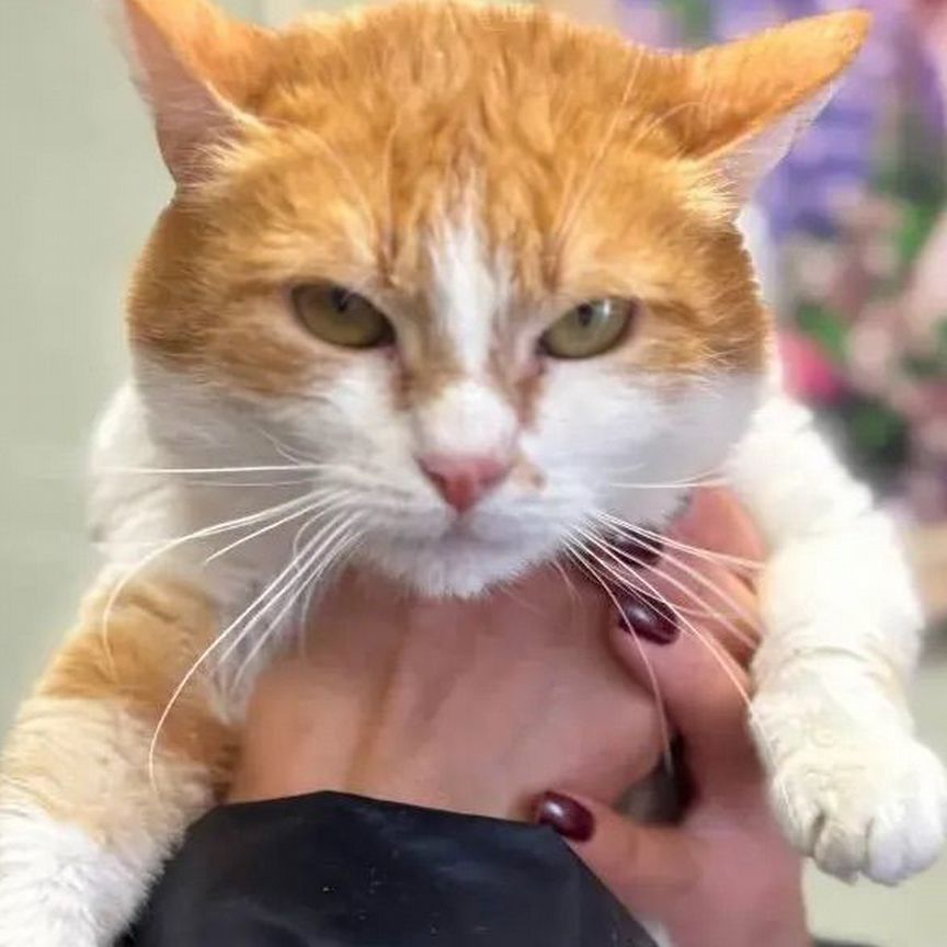 Взрослая, кошка в добрые руки