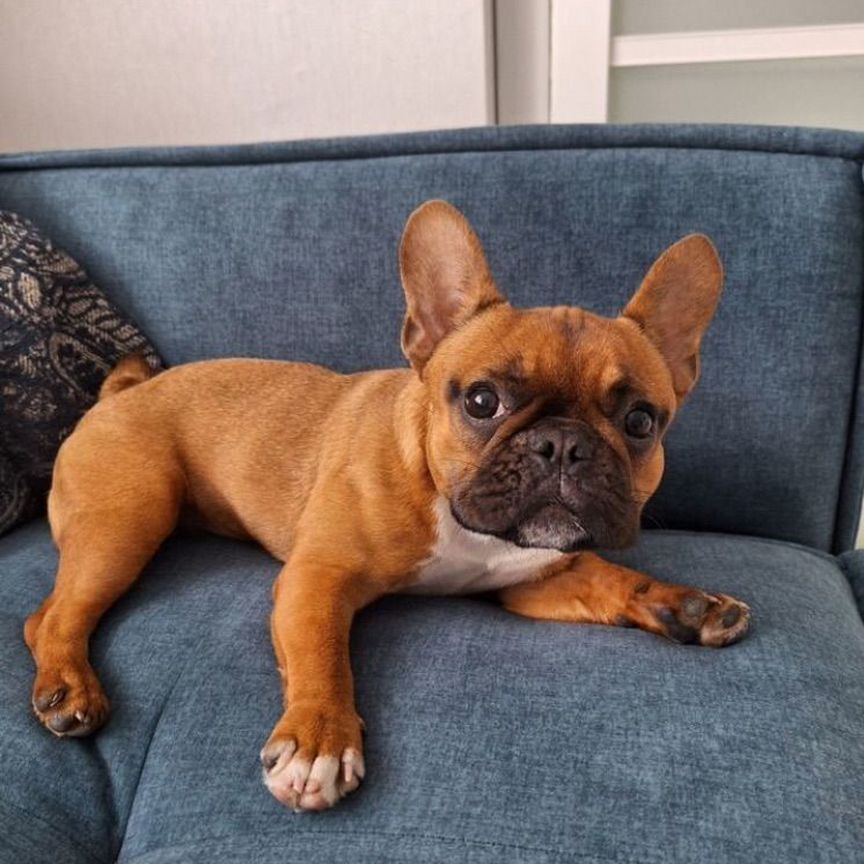 Французский бульдог