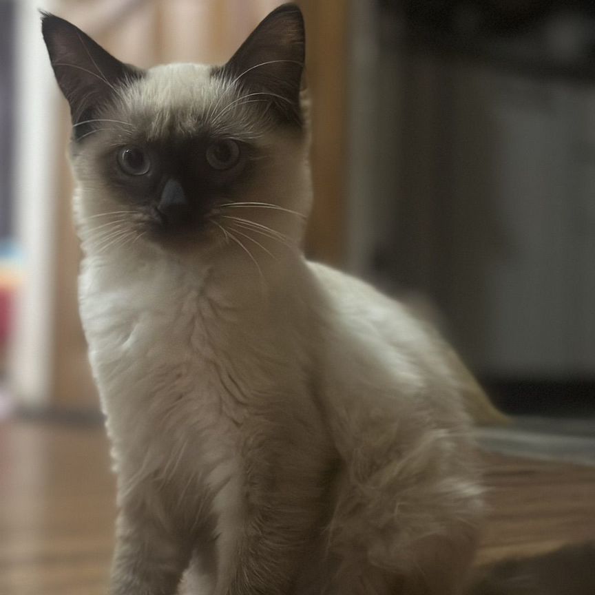 Отдам в добрые руки кошку и кота