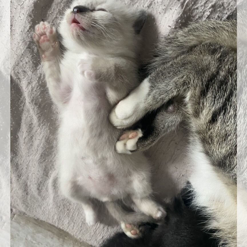 Красивые котятки бесплатно