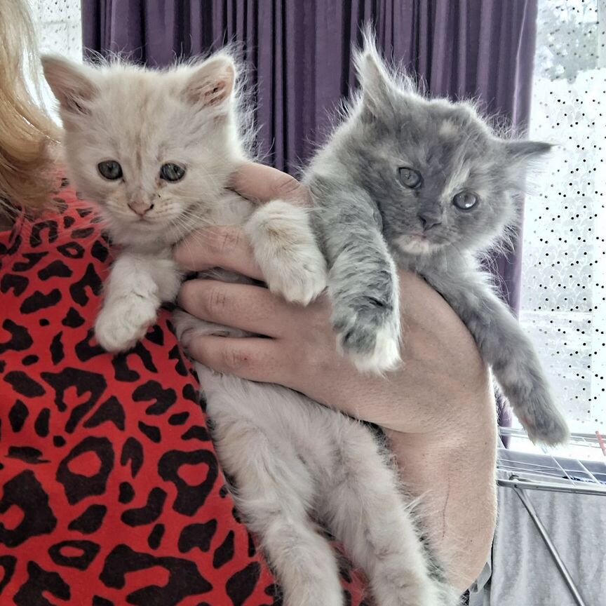 Отдам котят в добрые руки Каменск-Шахтинский