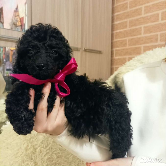 Чудо ребёнок чудо пудель