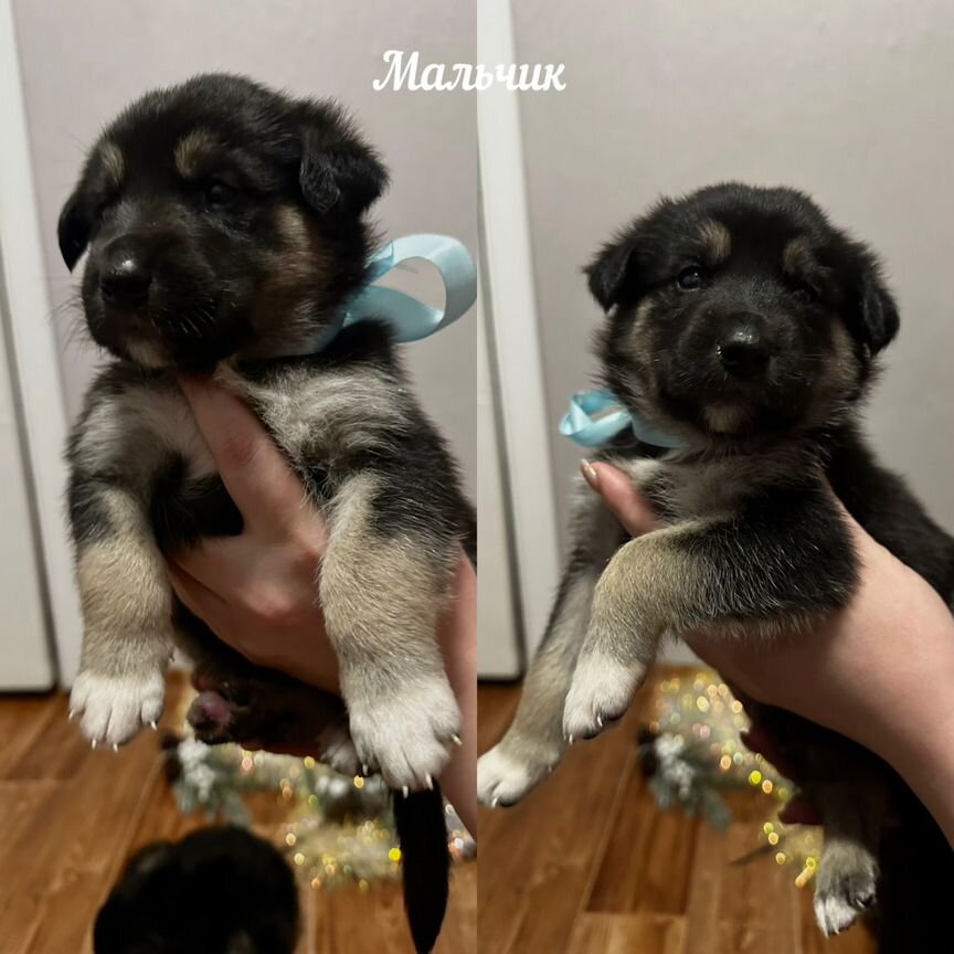 Отдам щенков в добрые руки бесплатно