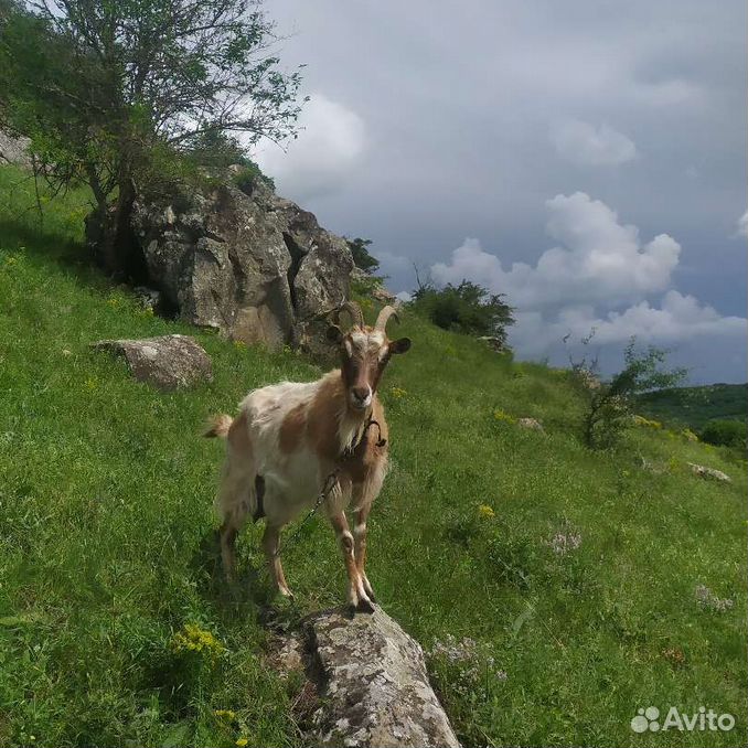 Продается каза дойная