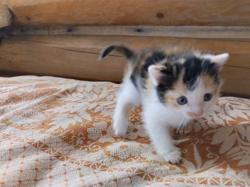 Котёнок 1,5 мес девочка