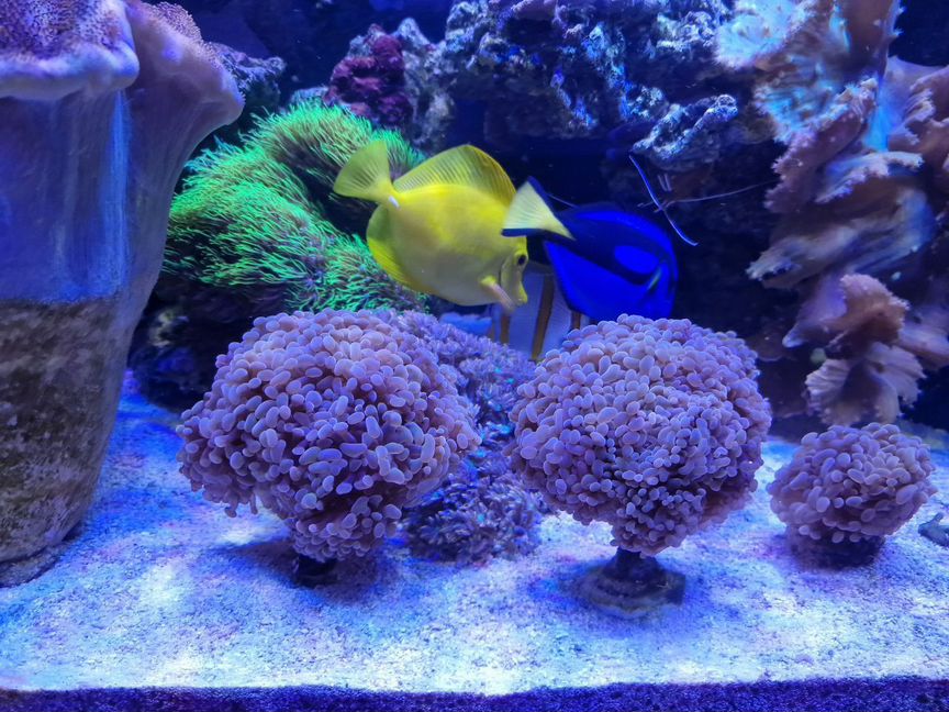 Коралл Эуфиллия крупные кусты (молоточковая, фиоле