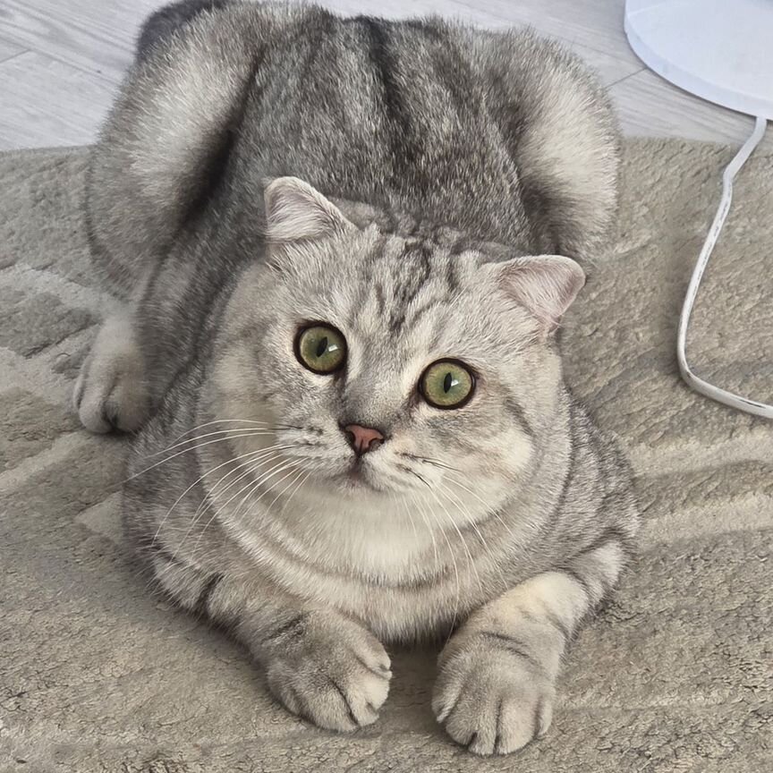 Британский короткошёрстный кот, взрослый