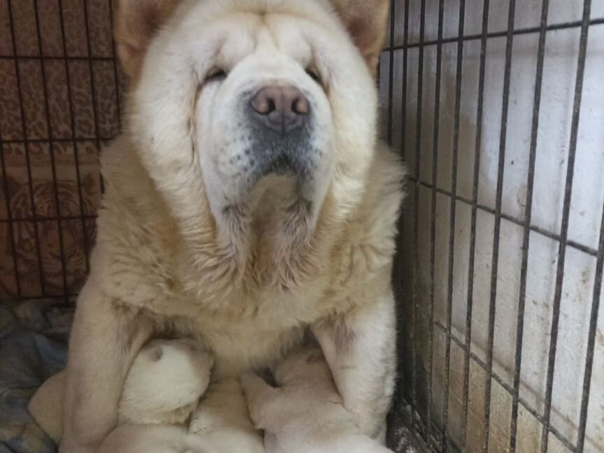 Щенки чау-чау