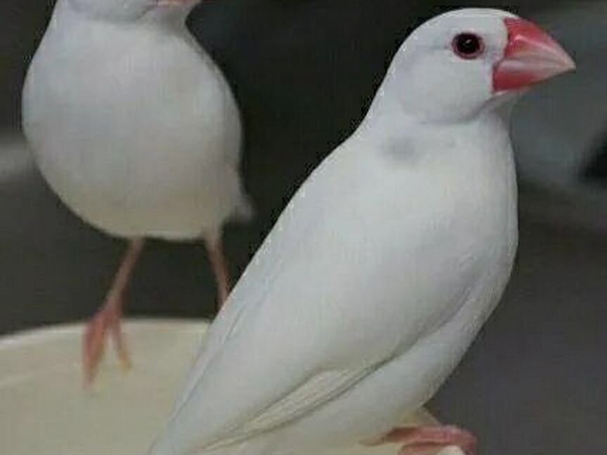 Рисовая амадина