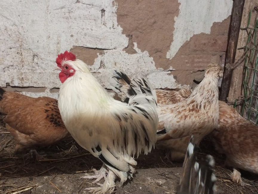 Инкубационные яйца бентамки