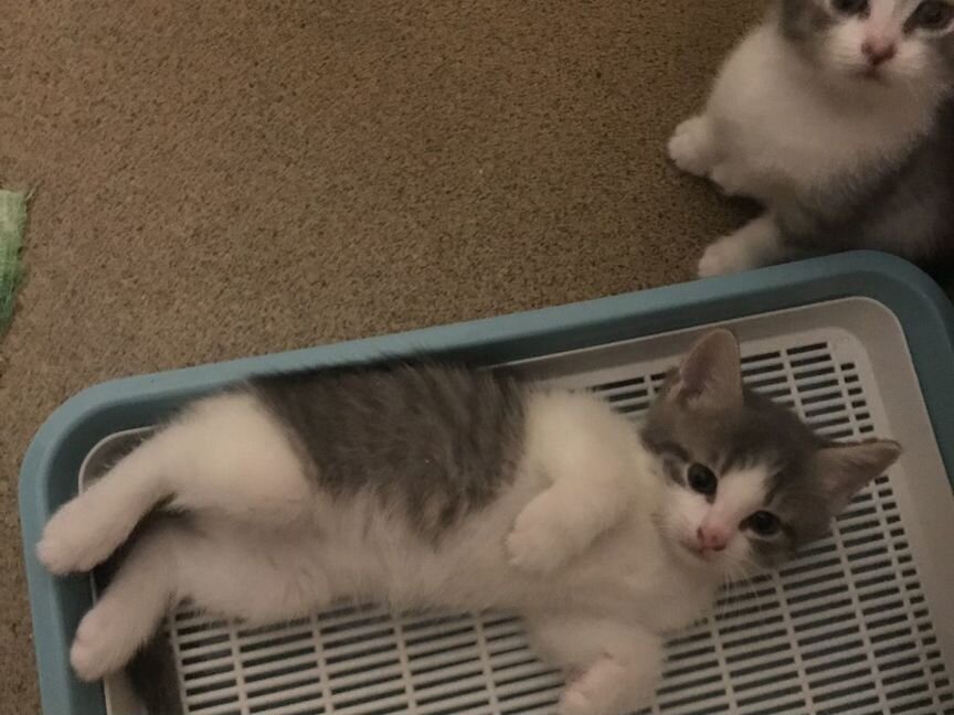 Котята
