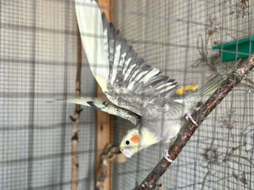 Попугай корелла с клеткой
