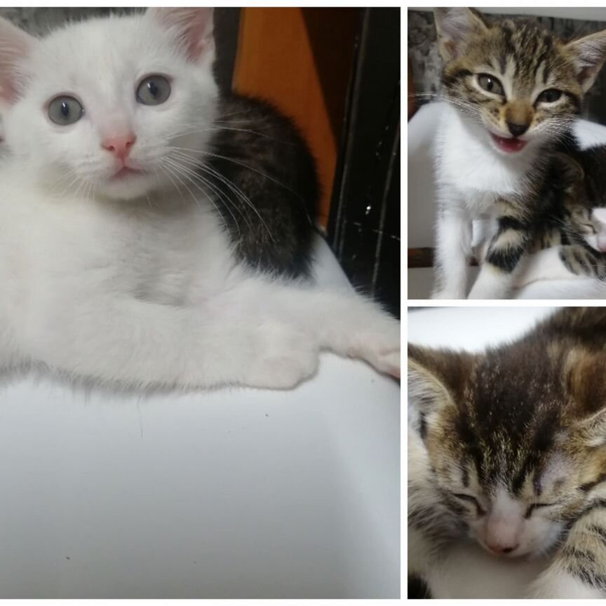 Котята, бесплатно к лотку приучены, кушают всё