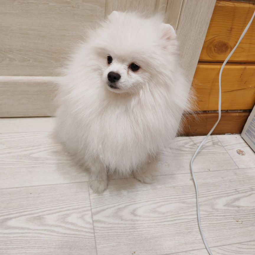 Померанский шпиц