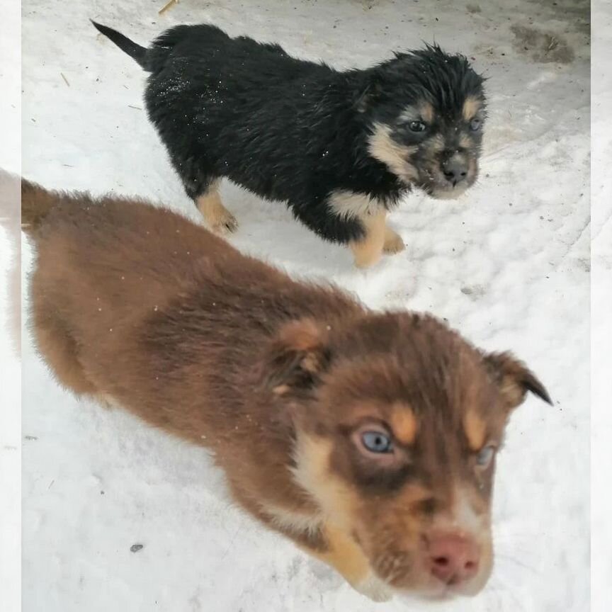 Щенок в добрые руки