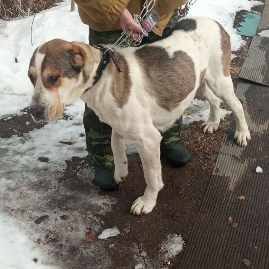 Нашлась собака