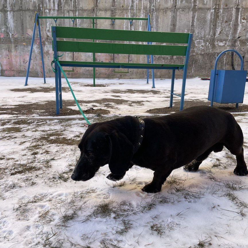 Фенотип таксы