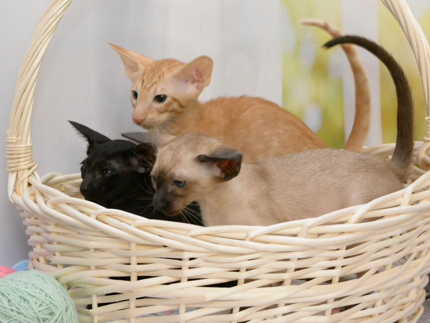 Ориентальные котята 2,5 мес
