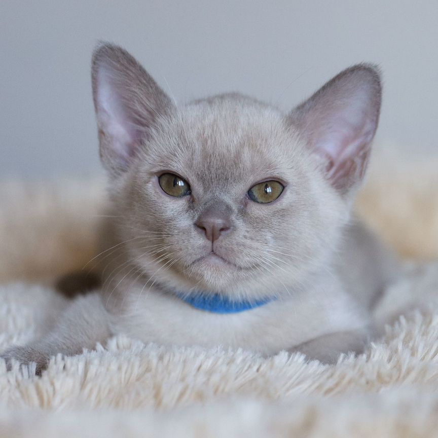 Европейский бурманский котёнок