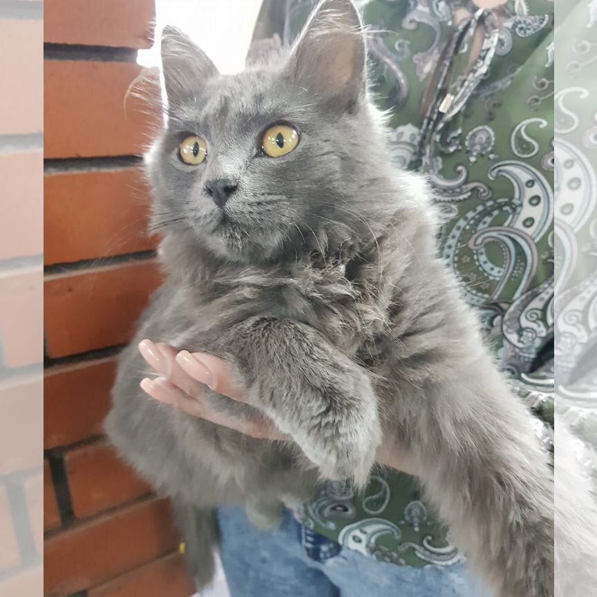 Кошечка в добрые руки