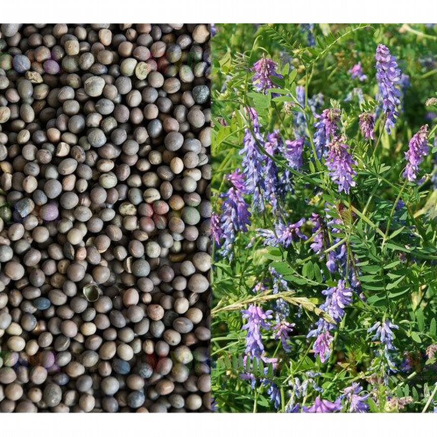 Семена вики яровой