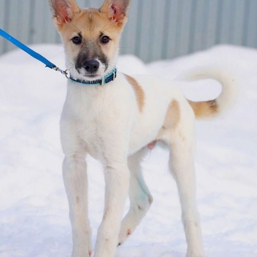 Лайка мини щенки