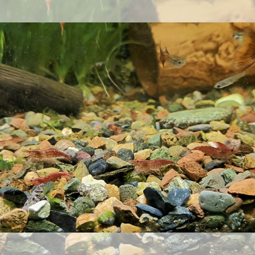 Креветки черри (вишни)