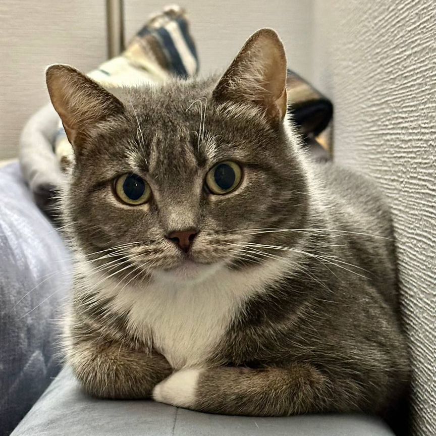 Взрослая, кошка в добрые руки