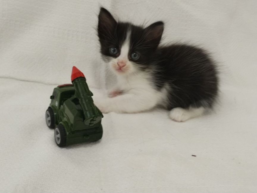 Котята в добрые руки 1 месяц