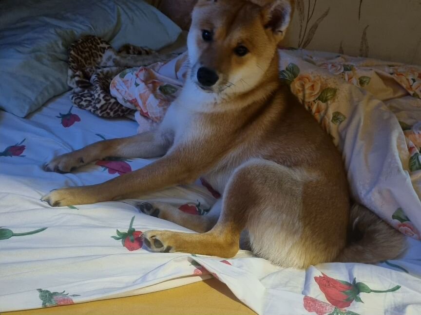 Продаю собаку