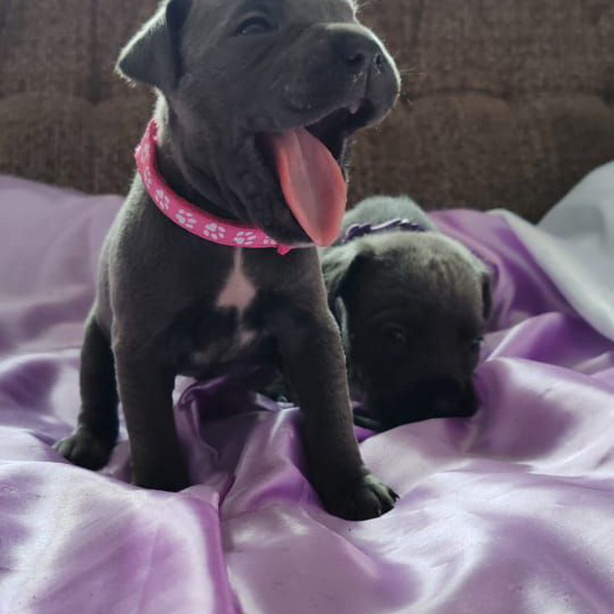 Кане-корсо детки с документами