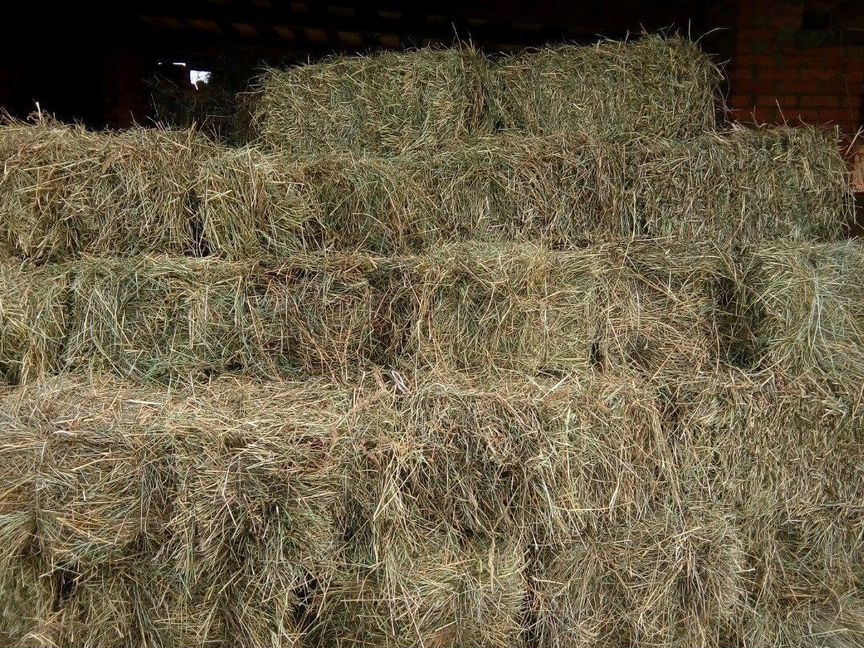 Сено в кипах