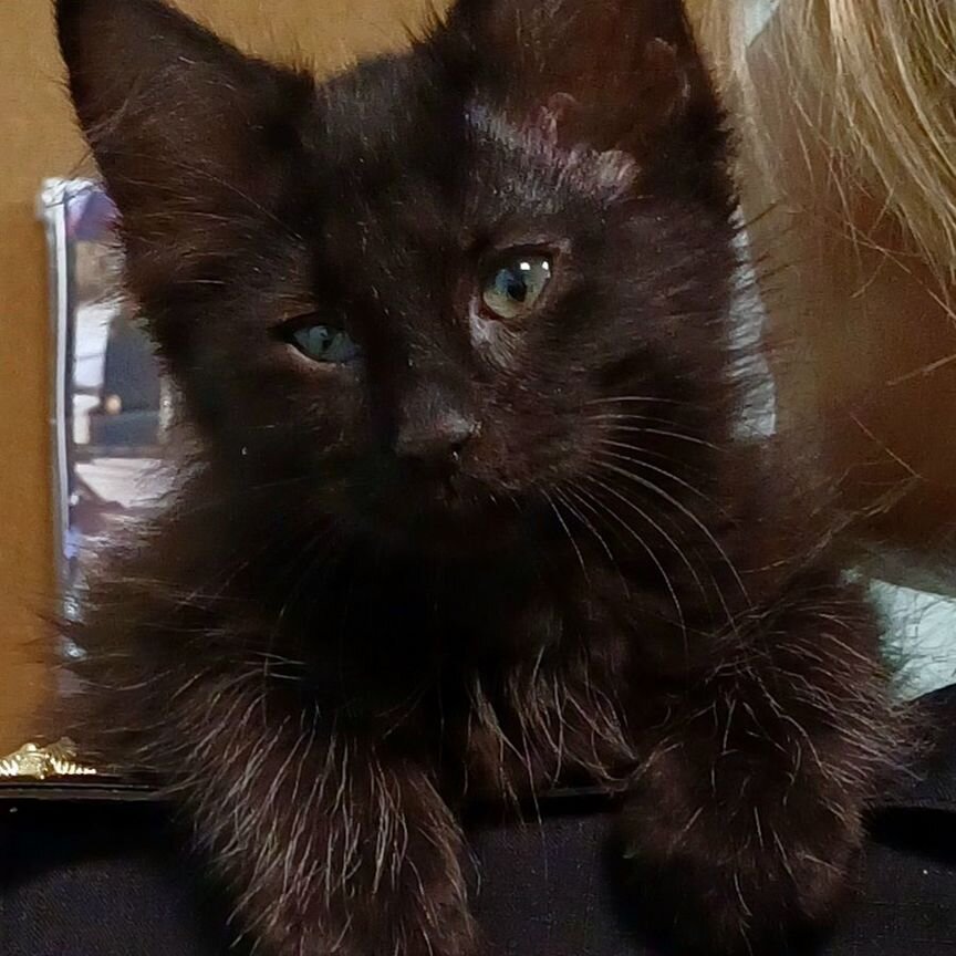 Котенок чёрного окраса, девочка