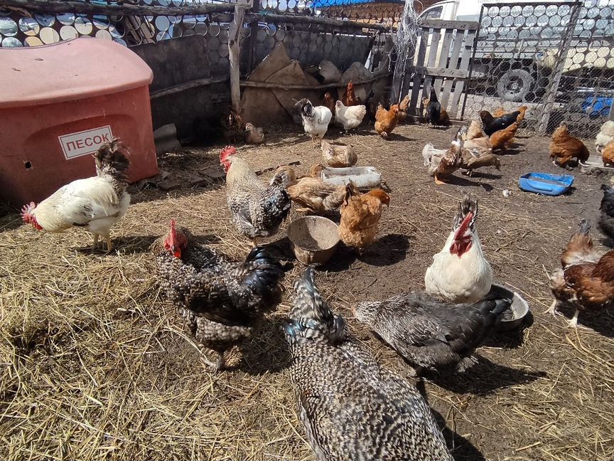 Продам петухов