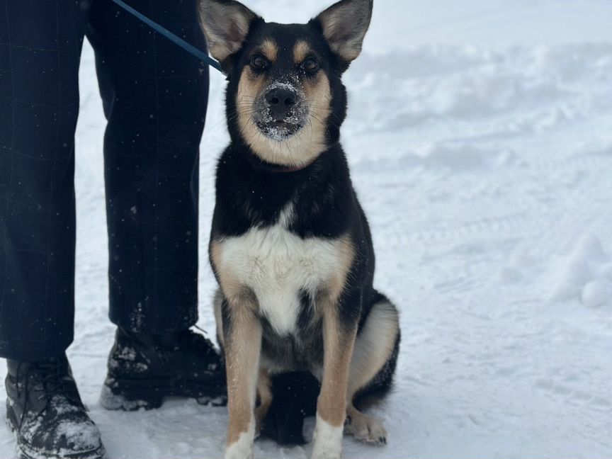 Небольшая собачка Ася ищет дом