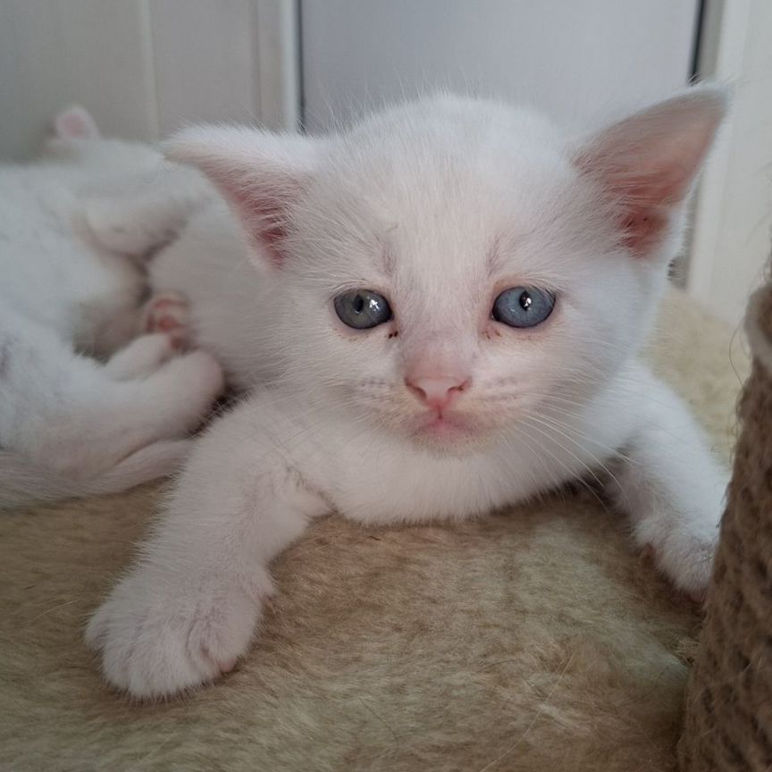 Котята